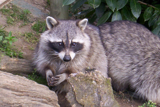 Oferta entradas para Karpin Fauna ¡El mejor precio online!