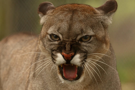 Oferta entradas para Karpin Fauna ¡El mejor precio online!