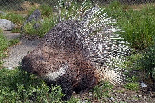 Oferta entradas para Karpin Fauna ¡El mejor precio online!