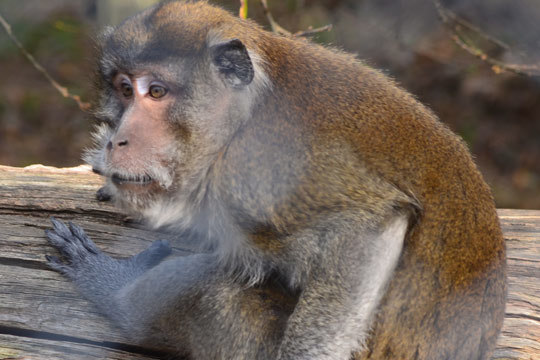 Oferta entradas para Karpin Fauna ¡El mejor precio online!